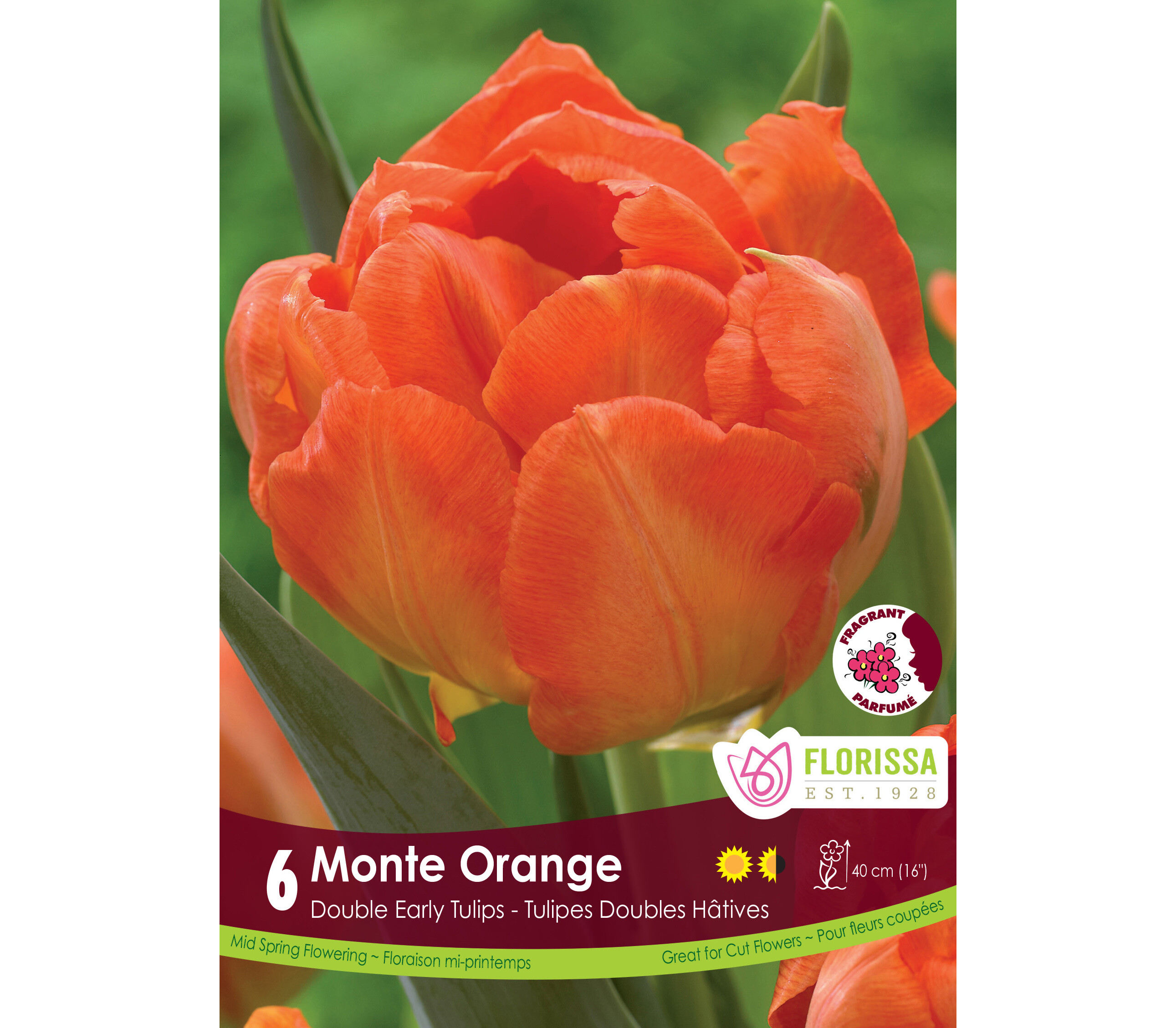 Tulipe Monte Orange (Double hâtive) (Parfumée) (Zone : 3) (Paquet de 6 bulbes) - Floralies Jouvence