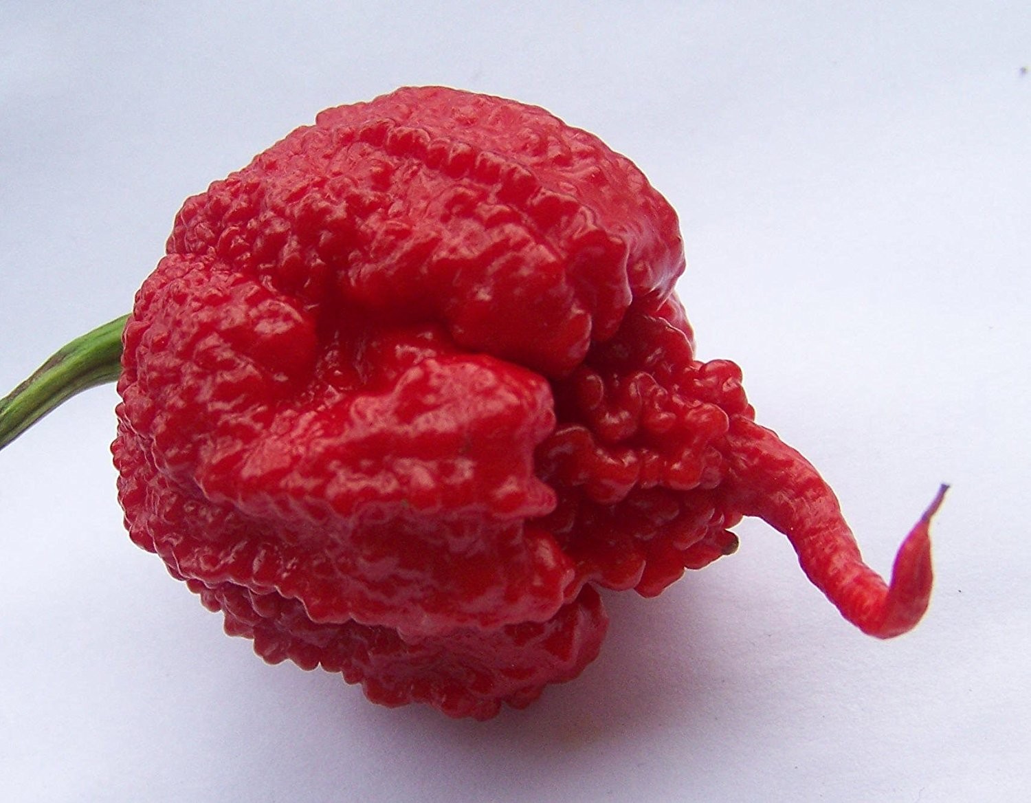Piment Carolina Reaper Rouge (Semences) - Floralies Jouvence