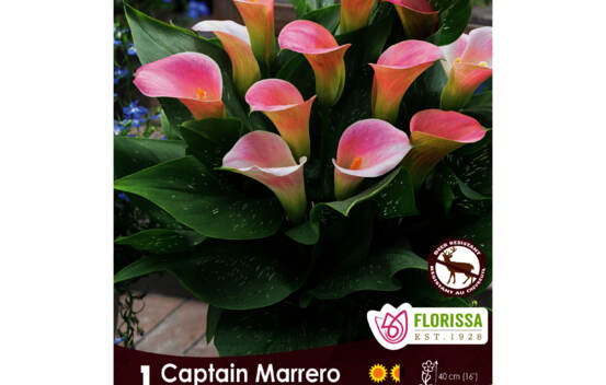 Calla Captain Marrero (Zantedeschia) (1 bulbe) - Floralies Jouvence
